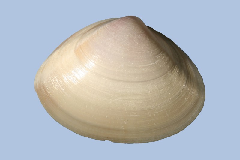 Mactra stultorum | The Conchological Society of Great Britain and Ireland